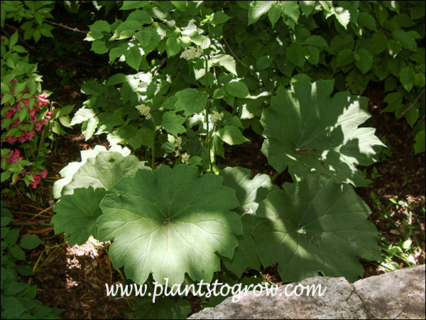 Astilboides (Astilboides tubularis) | Plants To Grow Plants Database by ...
