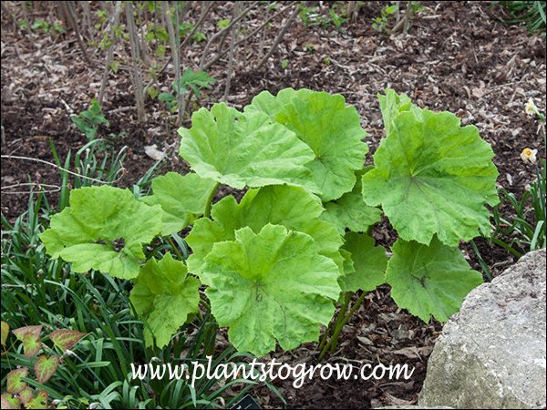 Astilboides (Astilboides tubularis) | Plants To Grow Plants Database by ...