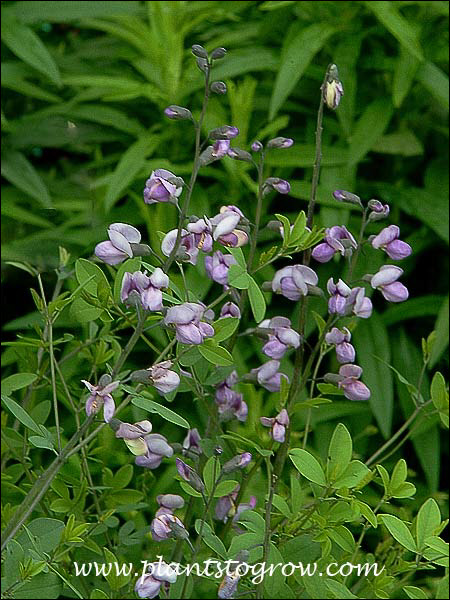 4 | Plants To Grow Plants Database by Paul S. Drobot