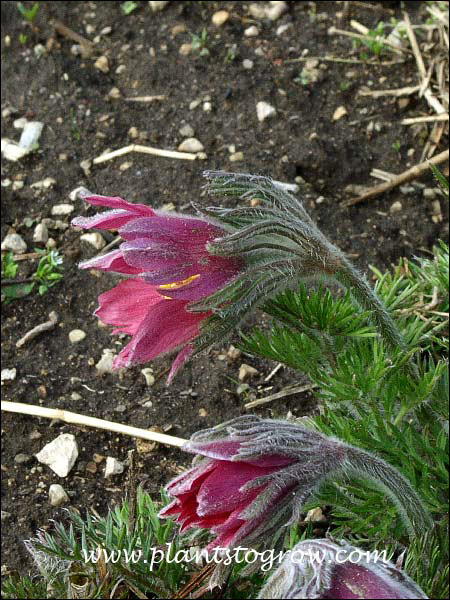 Red Pasque Flower (Pulsatilla vulgaris rubra) | Plants To Grow Plants ...
