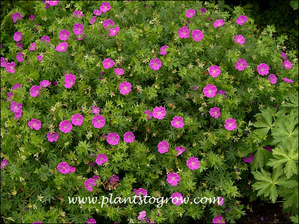 4-8 | Plants To Grow Plants Database by Paul S. Drobot