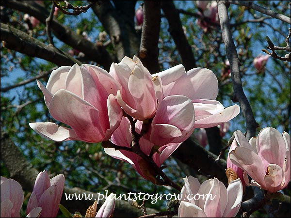 5 | Plants To Grow Plants Database by Paul S. Drobot