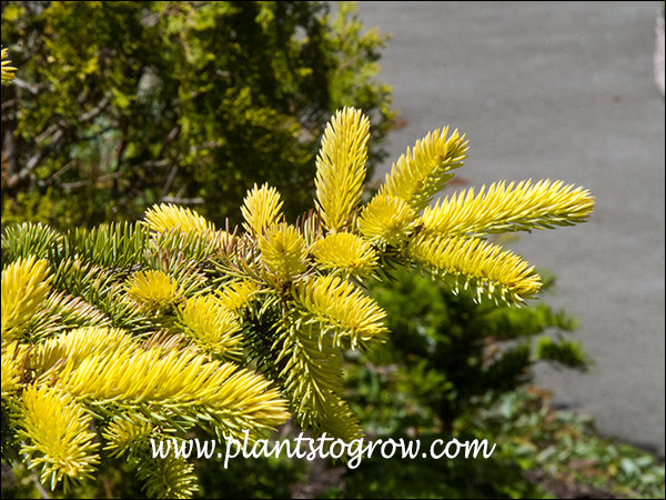 Sunshine Blue Spruce | Plants To Grow Plants Database by Paul S. Drobot
