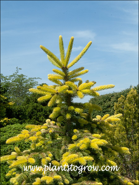 Sunshine Blue Spruce | Plants To Grow Plants Database by Paul S. Drobot