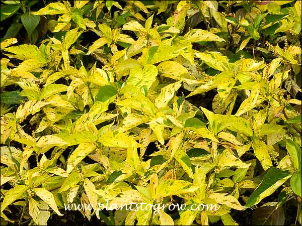 10-11 | Plants To Grow Plants Database by Paul S. Drobot