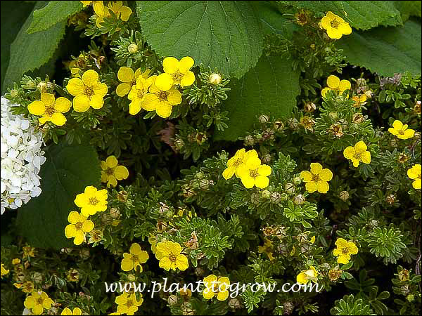 Gold Drop Potentilla (Potentilla fruiticosa) | Plants To Grow Plants ...