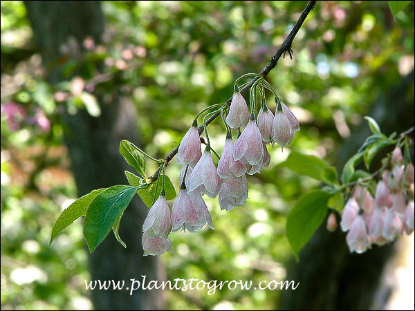 Rosea Mountain Silver Bells | Plants To Grow Plants Database by Paul S ...
