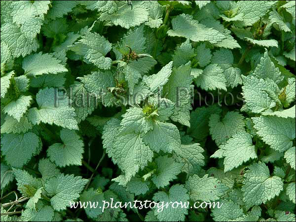 | Plants To Grow Plants Database by Paul S. Drobot