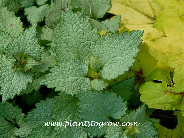 | Plants To Grow Plants Database by Paul S. Drobot