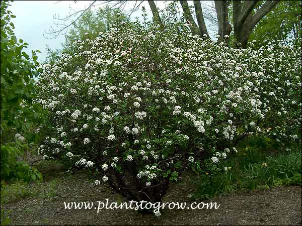 Mohawk Viburnum (Viburnum x burkwoodii) | Plants To Grow Plants ...