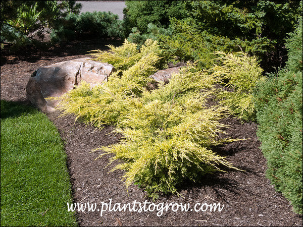 4-9 | Plants To Grow Plants Database by Paul S. Drobot