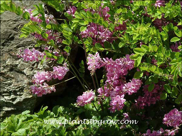 5 | Plants To Grow Plants Database by Paul S. Drobot