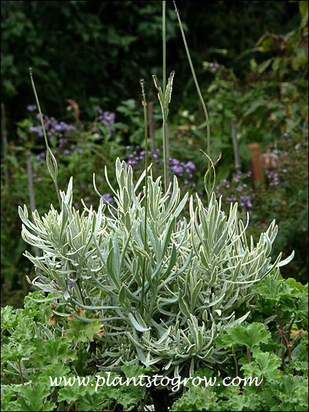 5-9 | Plants To Grow Plants Database by Paul S. Drobot