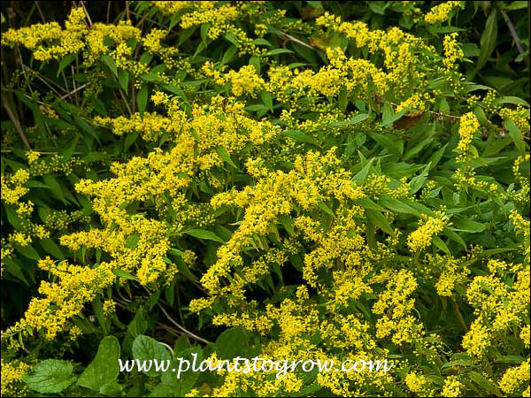 Blue Stemmed Goldenrod (Solidago caesia) | Plants To Grow Plants ...