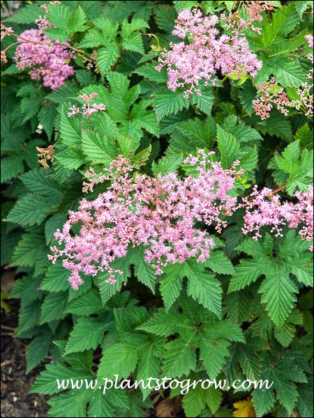 4-8 | Plants To Grow Plants Database by Paul S. Drobot