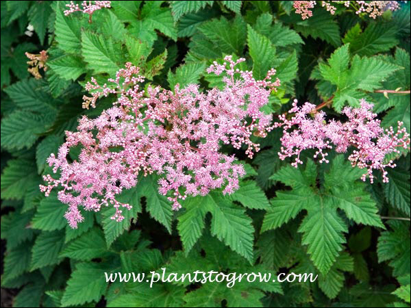 4-8 | Plants To Grow Plants Database by Paul S. Drobot