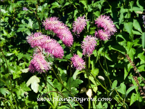 4-9 | Plants To Grow Plants Database by Paul S. Drobot