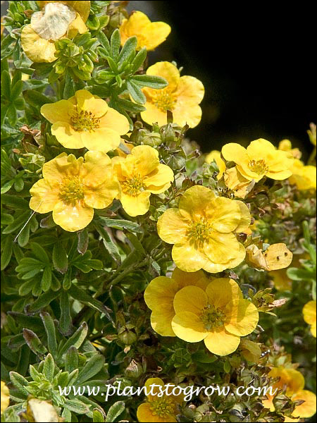 Mango Tango Potentilla (Potentilla fruiticosa) | Plants To Grow Plants ...