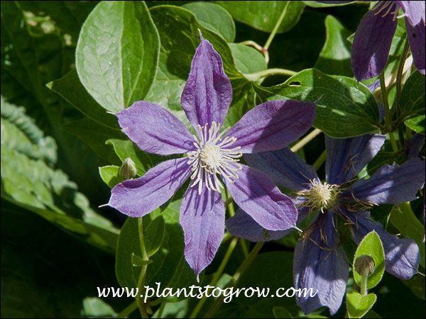 Clematis Arabella (Clematis) | Plants To Grow Plants Database by Paul S ...