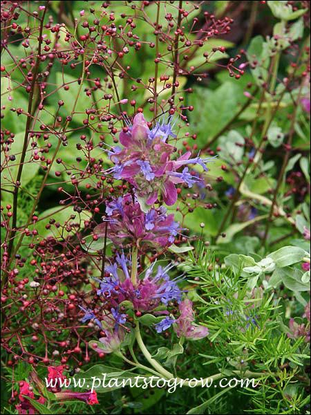 Salvia Rose Sage, (Salvia pachyphylla) | Plants To Grow Plants Database ...