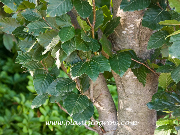 | Plants To Grow Plants Database by Paul S. Drobot