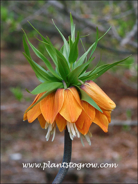 5-7 | Plants To Grow Plants Database by Paul S. Drobot