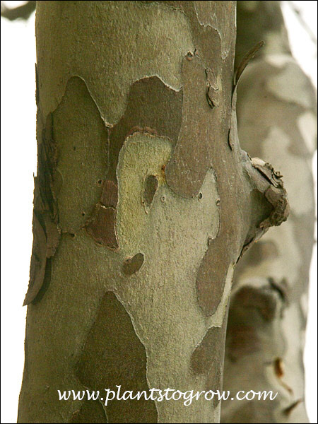 Sycamore (Plantanus occidentalis) | Plants To Grow Plants Database by ...