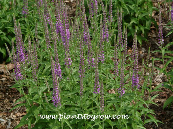 4-8 | Plants To Grow Plants Database by Paul S. Drobot