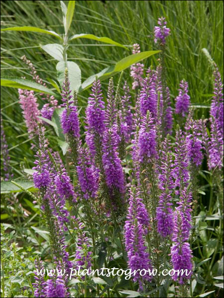 4-8 | Plants To Grow Plants Database by Paul S. Drobot