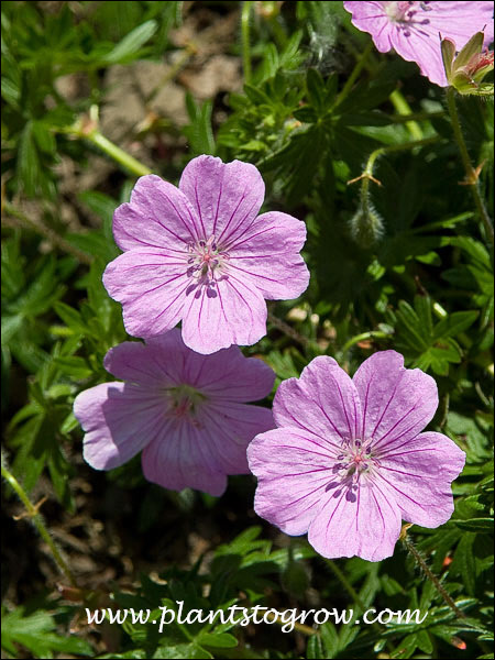 4 | Plants To Grow Plants Database by Paul S. Drobot