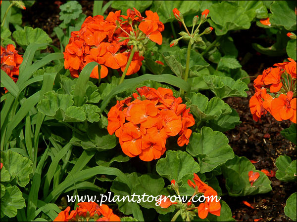 | Plants To Grow Plants Database by Paul S. Drobot