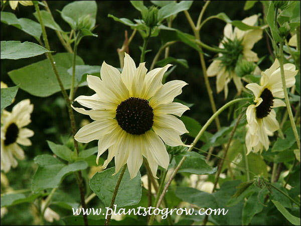 italian White Sunflower (Helianthus annus) | Plants To Grow Plants ...