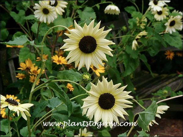 italian White Sunflower (Helianthus annus) | Plants To Grow Plants ...