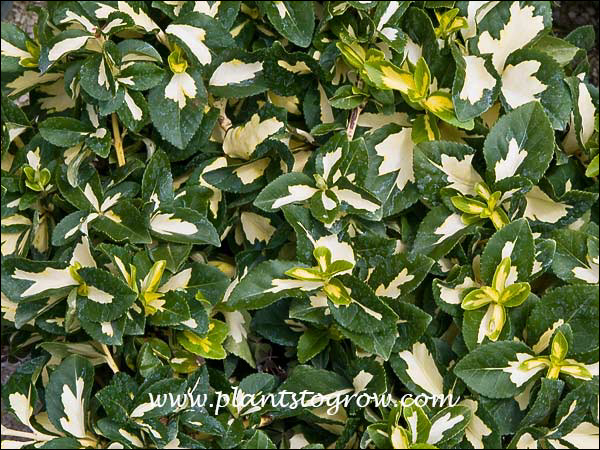 4-8 | Plants To Grow Plants Database by Paul S. Drobot