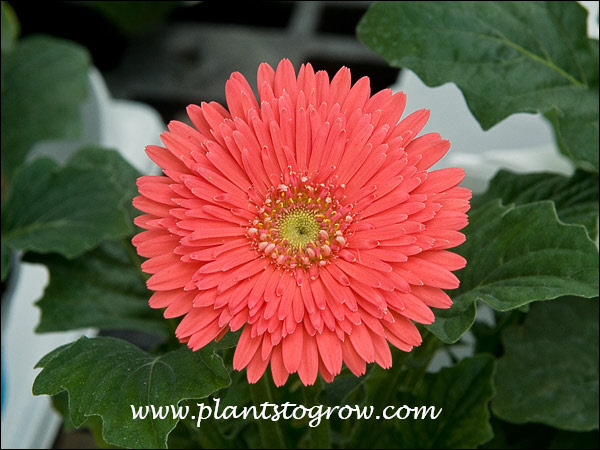 8-10 | Plants To Grow Plants Database by Paul S. Drobot