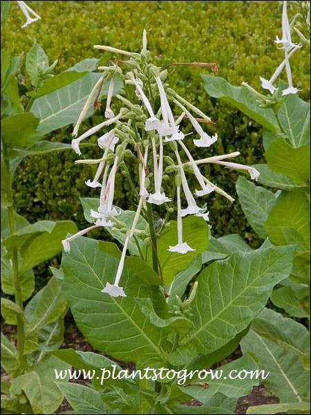 Nicotiana Only The Lonely | Plants To Grow Plants Database by Paul S ...