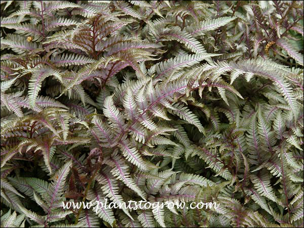 (4)5-8 | Plants To Grow Plants Database by Paul S. Drobot