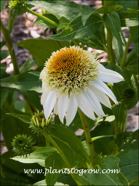 5(4) – 9 | Plants To Grow Plants Database by Paul S. Drobot