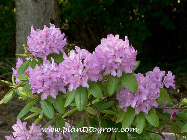 Rhododendron Elegans (Rhododendron roseum Elegans) | Plants To Grow ...