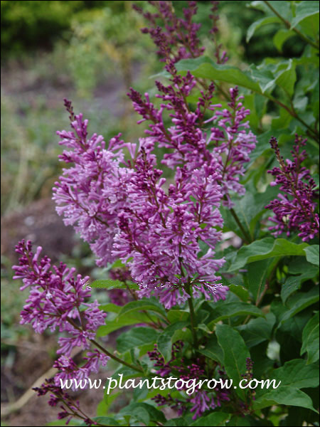 4(3)-9 | Plants To Grow Plants Database by Paul S. Drobot