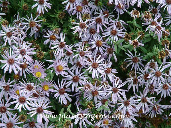 3-8 | Plants To Grow Plants Database by Paul S. Drobot