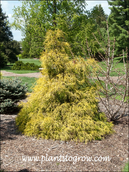 5-9 | Plants To Grow Plants Database by Paul S. Drobot