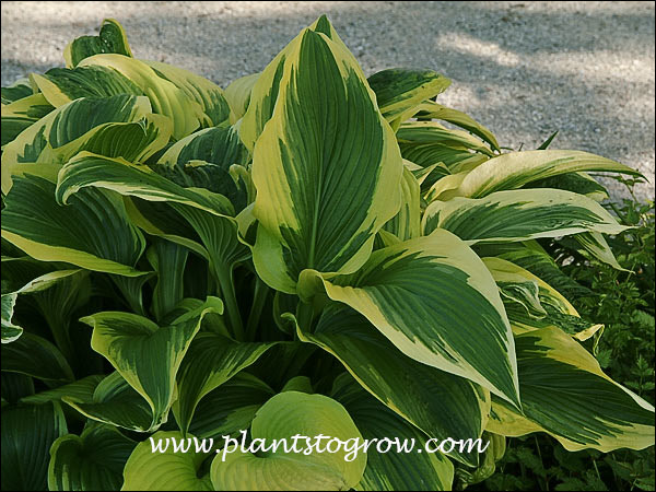 Hosta Aureomarginata (Hosta montana Aureomarginata) | Plants To Grow ...