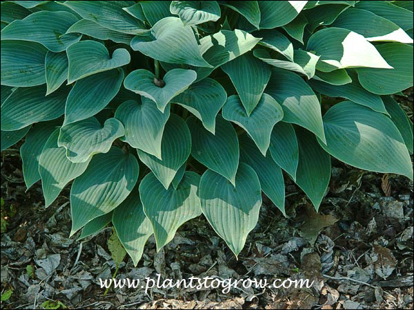 Hosta Sherborne Swift (Hosta) | Plants To Grow Plants Database by Paul ...