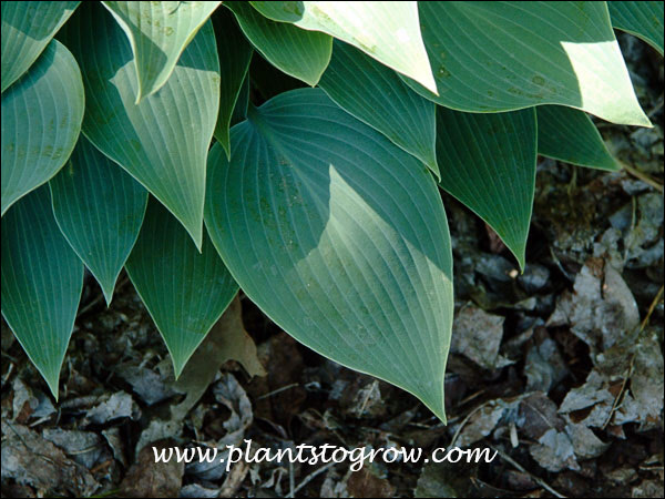 Hosta Sherborne Swift (Hosta) | Plants To Grow Plants Database by Paul ...