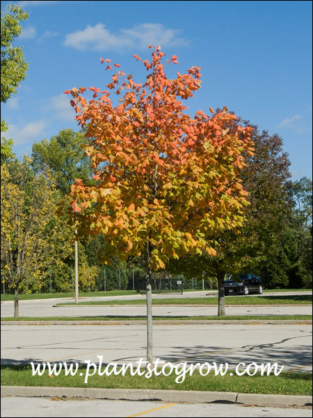 Greencolumn Maple (Acer saccharum ssp. nigrum) | Plants To Grow Plants ...