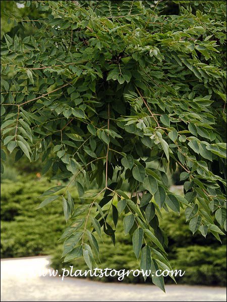 Kentucky Coffee Tree (Gymnocladus dioicus) | Plants To Grow Plants ...