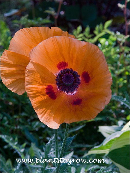 5 | Plants To Grow Plants Database by Paul S. Drobot