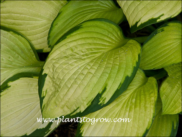 Hosta Gold Standard i | Plants To Grow Plants Database by Paul S. Drobot