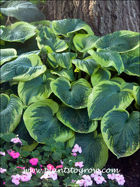 Hosta Frances Williams (Hosta) | Plants To Grow Plants Database by Paul ...